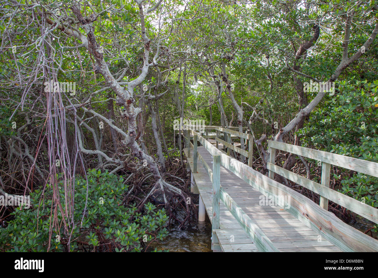 boardwalk jetty pier mango swamp Stock Photo - Alamy