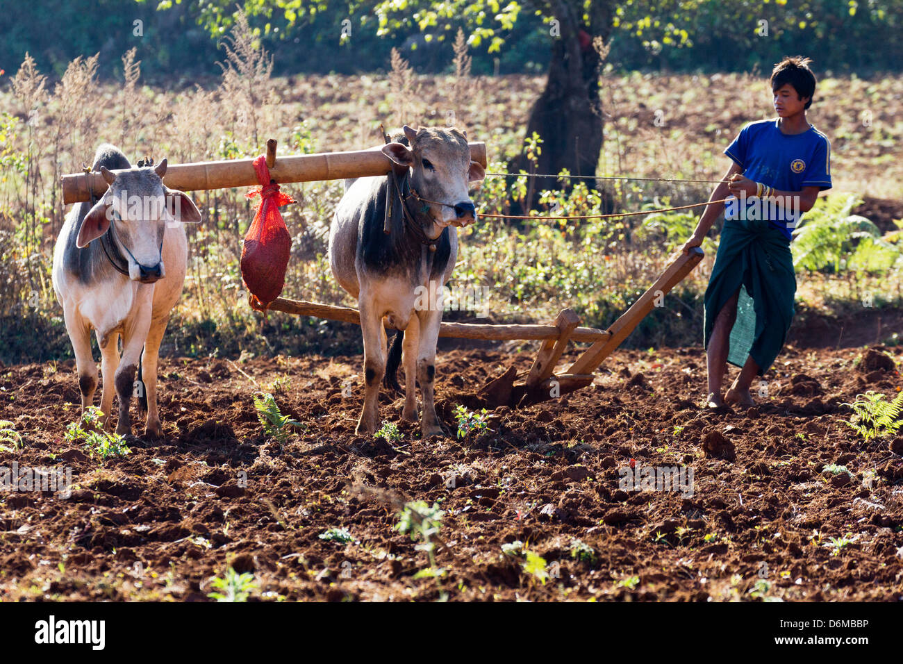 Ox drawn plow hi-res stock photography and images - Alamy