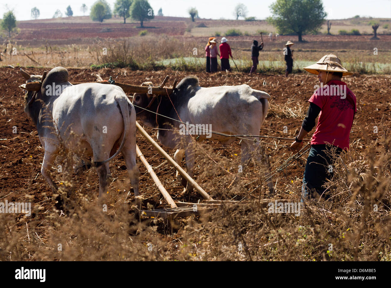 Ox drawn plow hi-res stock photography and images - Alamy