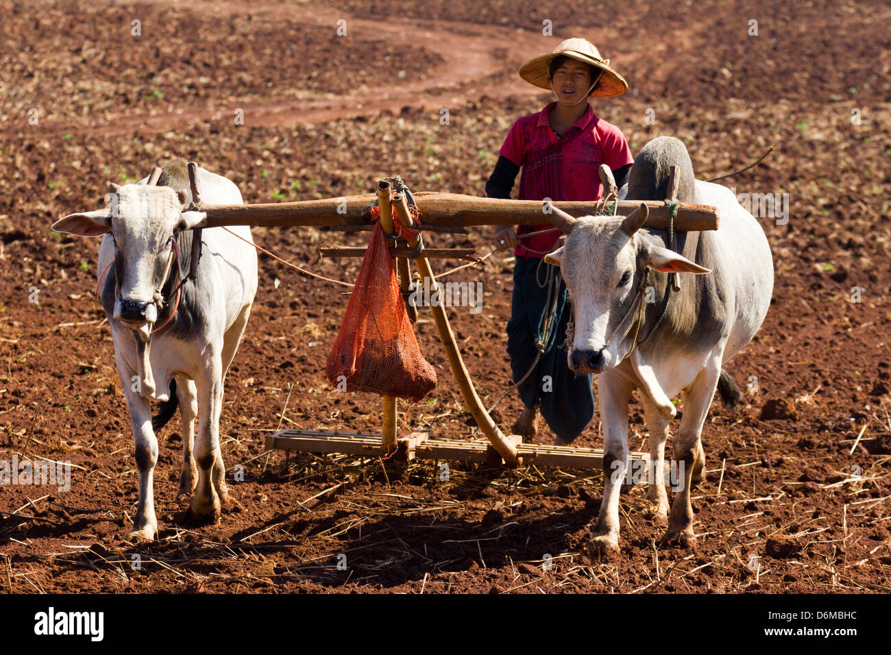 Ox drawn plow hi-res stock photography and images - Alamy