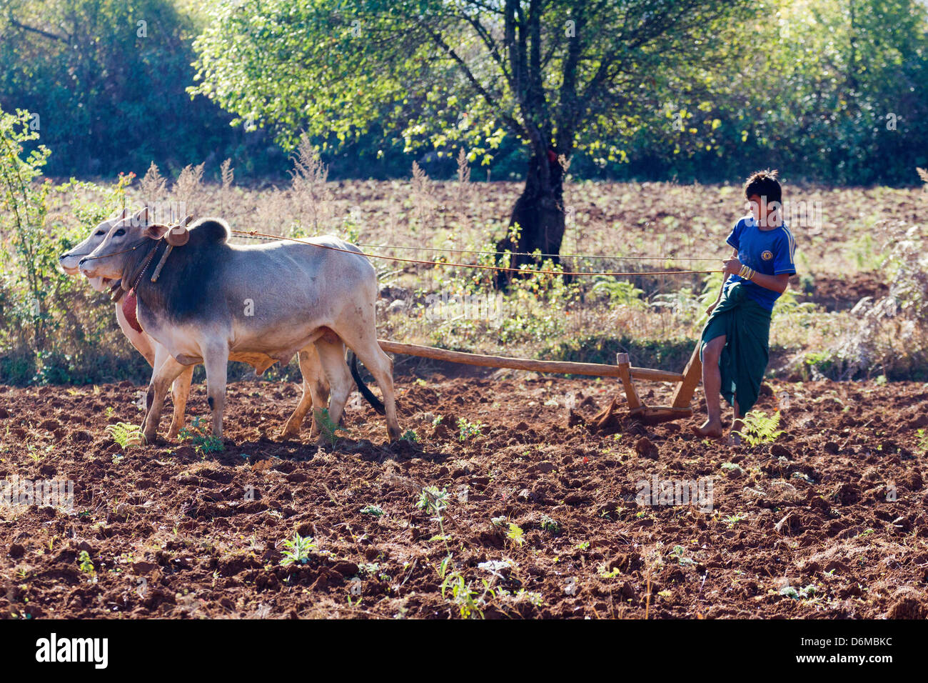 Ox drawn plow hi-res stock photography and images - Alamy
