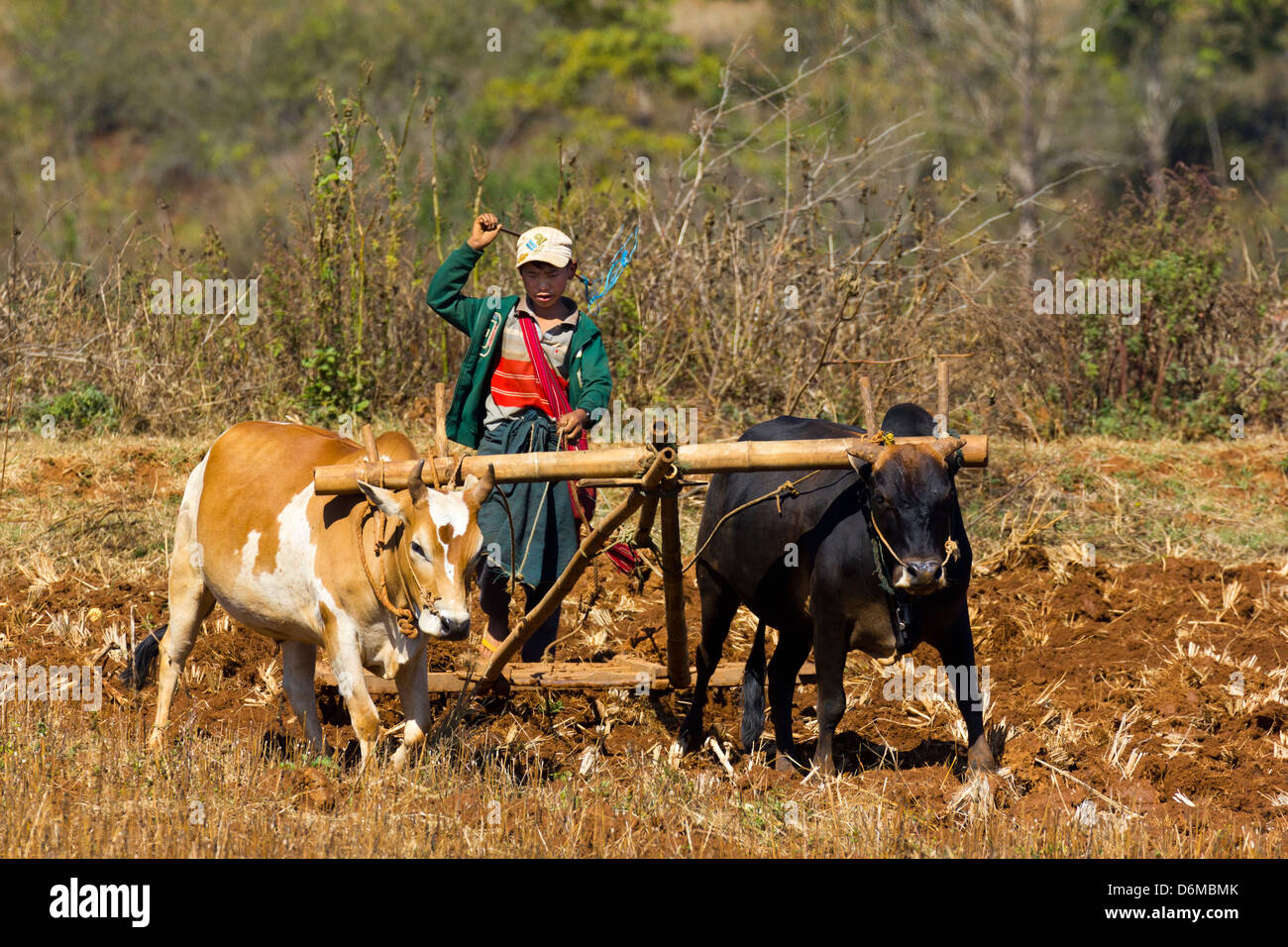Ox drawn plow hi-res stock photography and images - Alamy