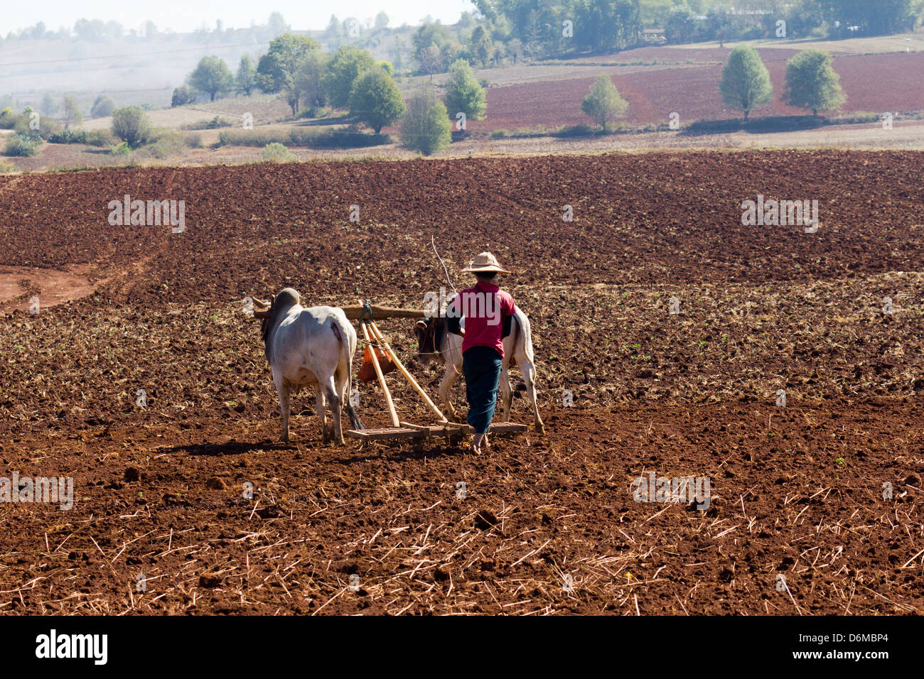 Ox drawn plow hi-res stock photography and images - Alamy