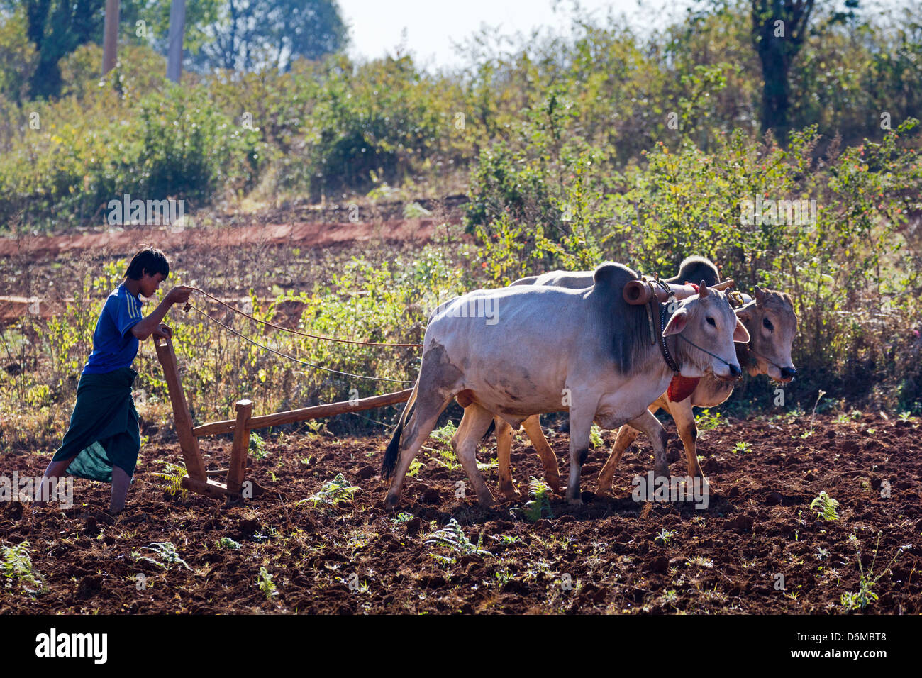 Ox drawn plow hi-res stock photography and images - Alamy
