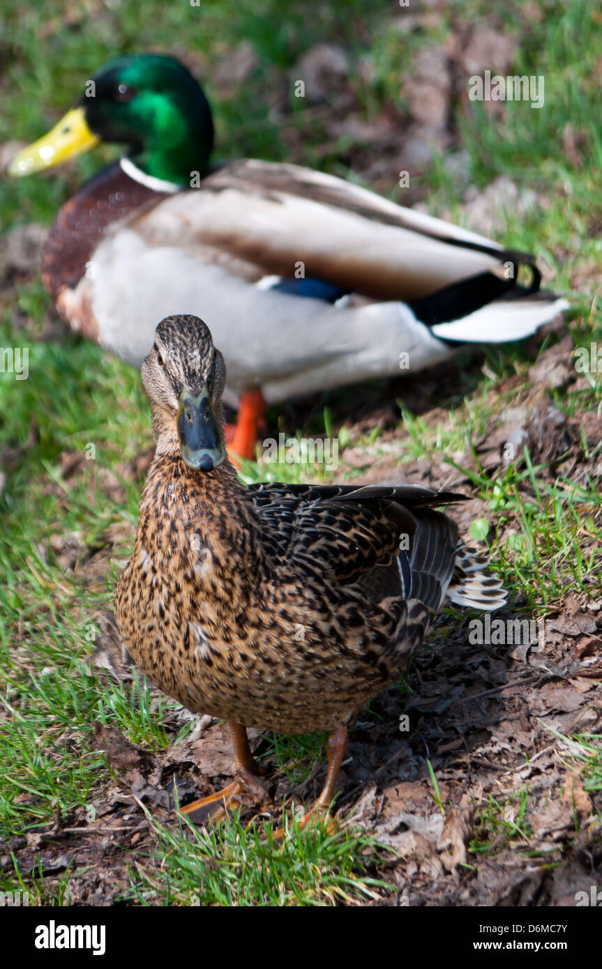 Two ducks ripple water hi-res stock photography and images - Alamy