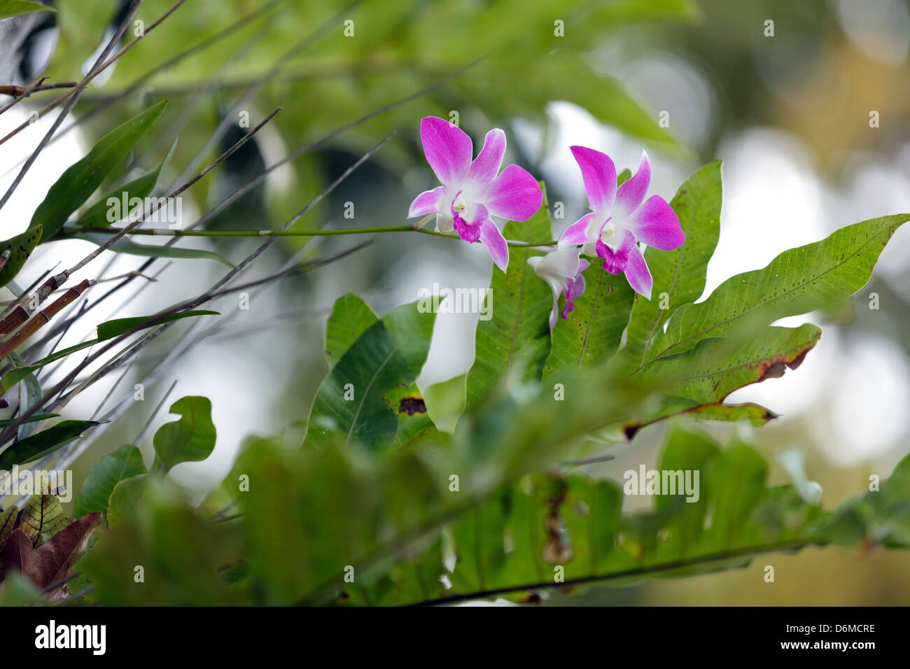 Pink and white orchid flowers and fern leaves growing on a tree trunk ...
