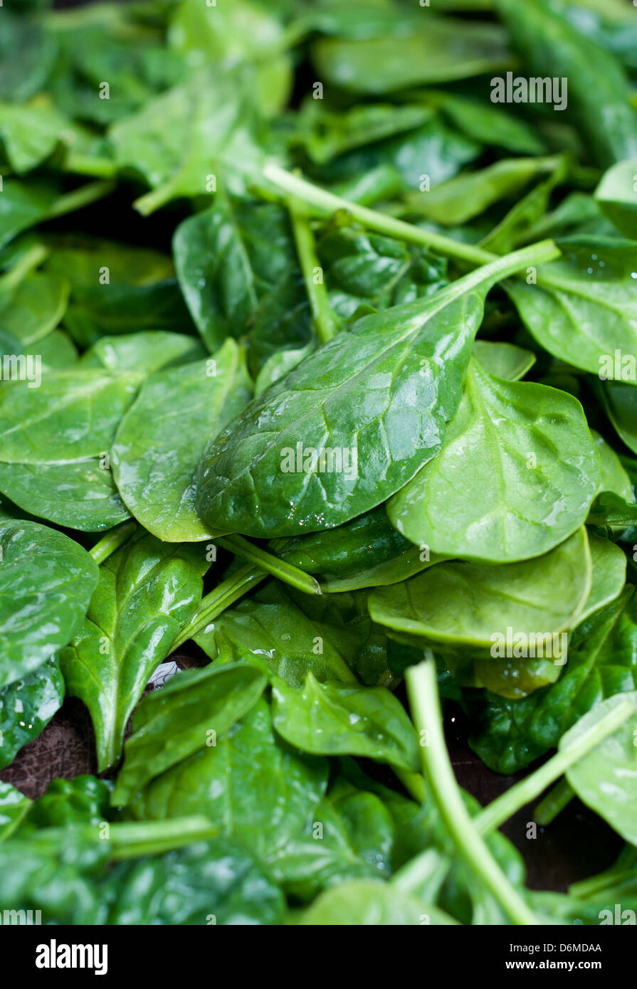 Organic fresh spinach leaves composition Stock Photo - Alamy
