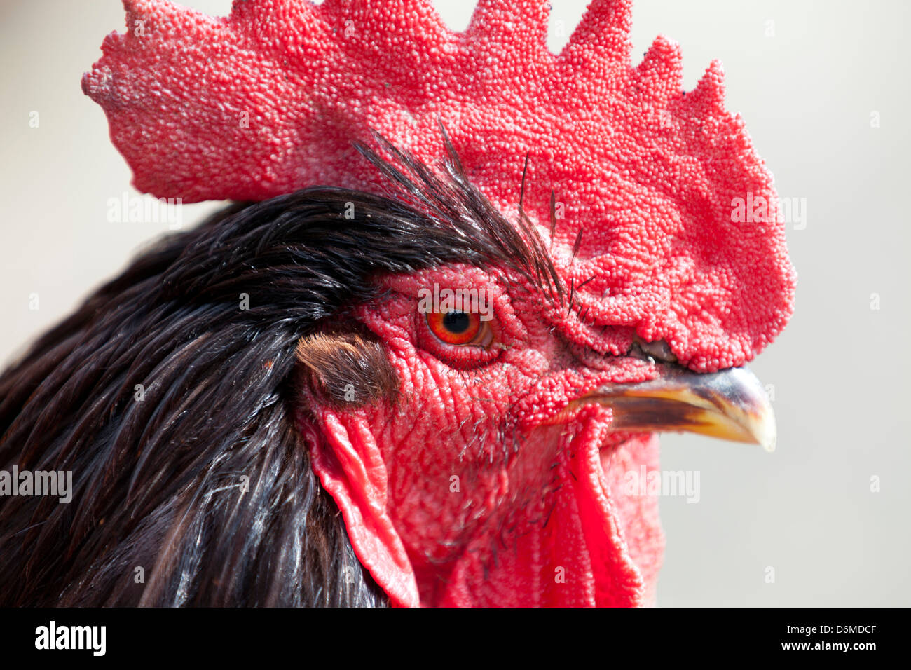 Wales, head of a cockerel Stock Photo - Alamy