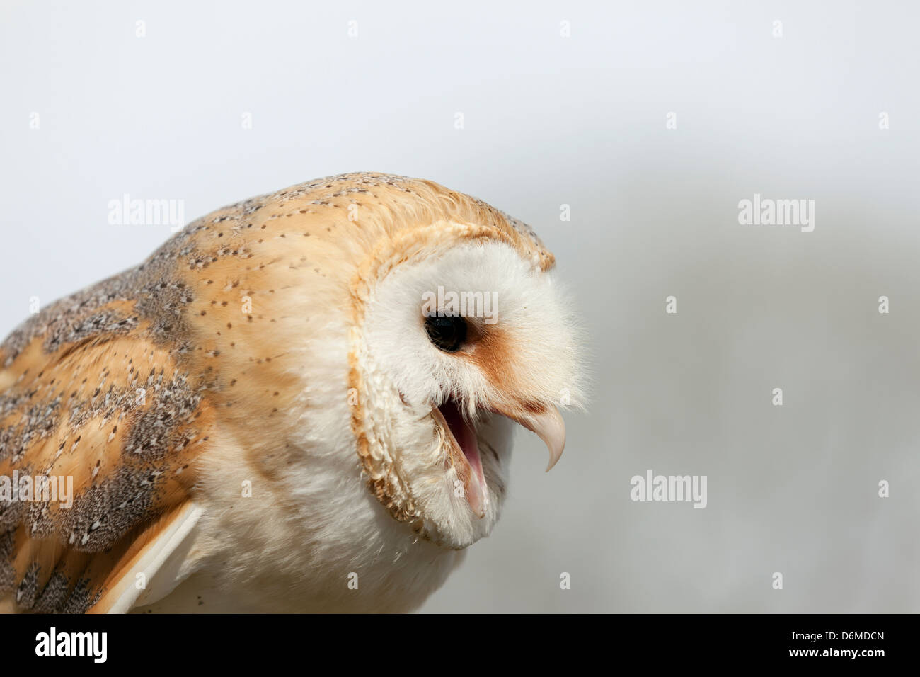 Wales, juvenile English barn owl Stock Photo - Alamy
