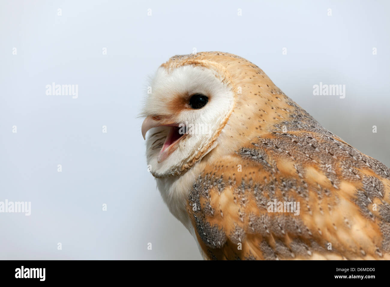 Wales, juvenile English barn owl Stock Photo - Alamy