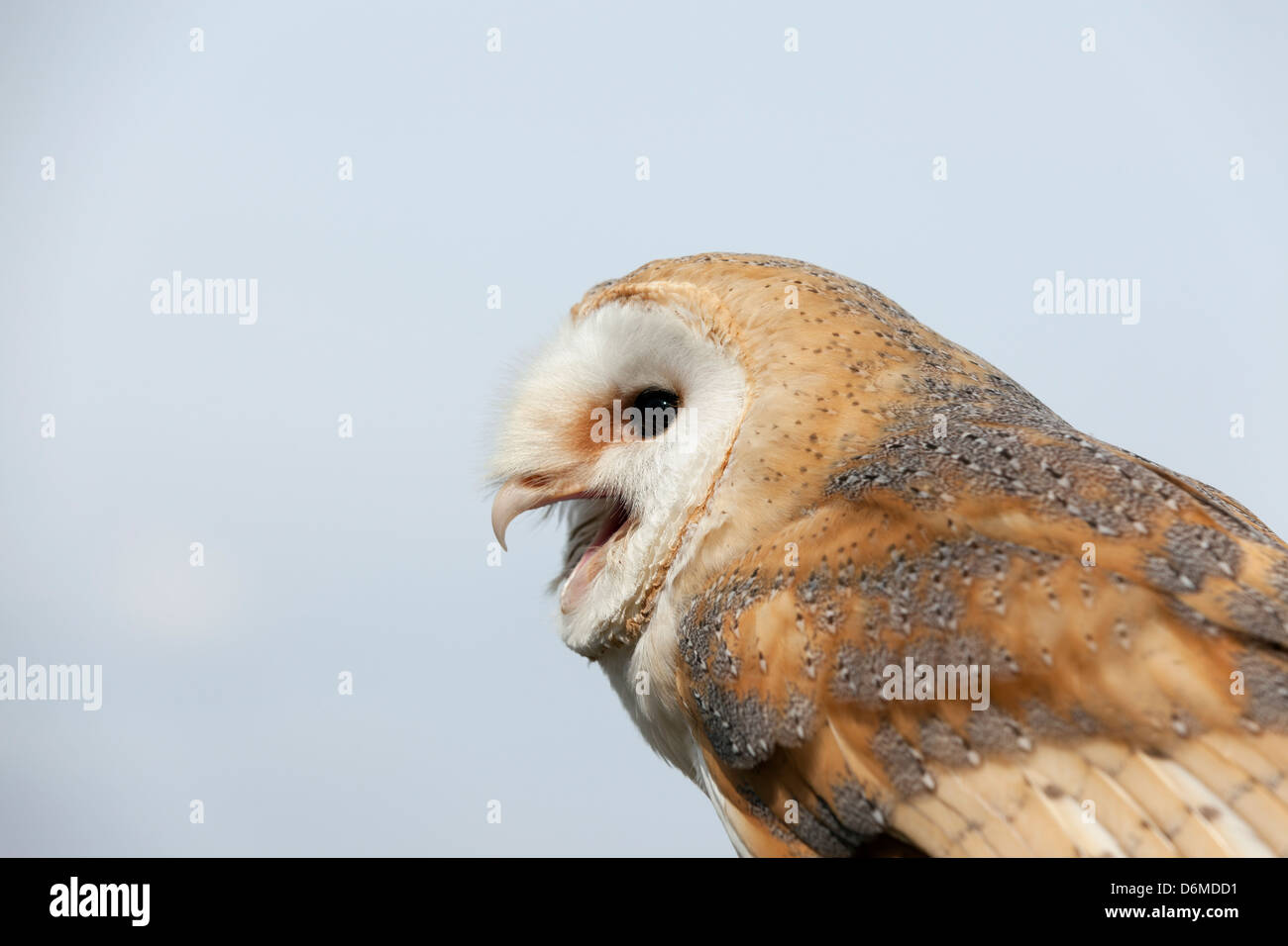 Wales, juvenile English barn owl Stock Photo - Alamy