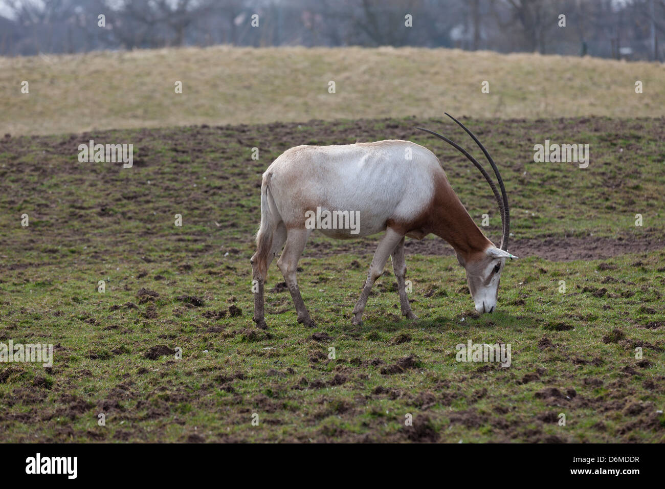 Orynx, Chester, zoo, Chester, UK Stock Photo - Alamy