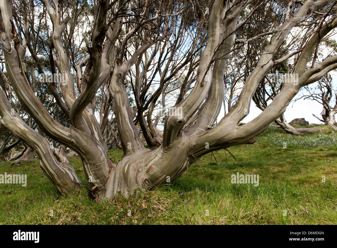 Snow gums in the Alpine National Park Stock Photo - Alamy