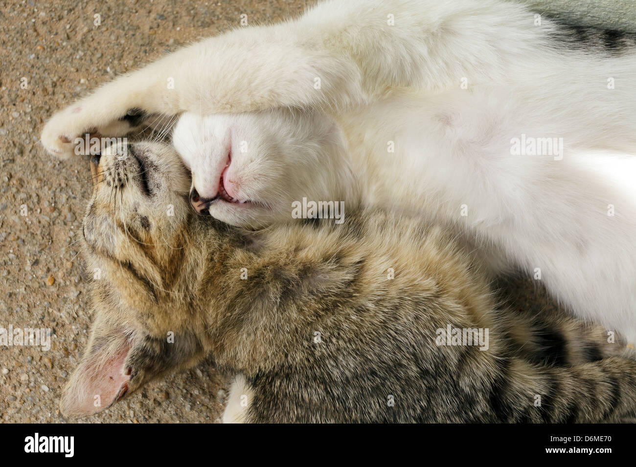 Two happy cats hugging and taking a sunbath on the ground Stock Photo ...
