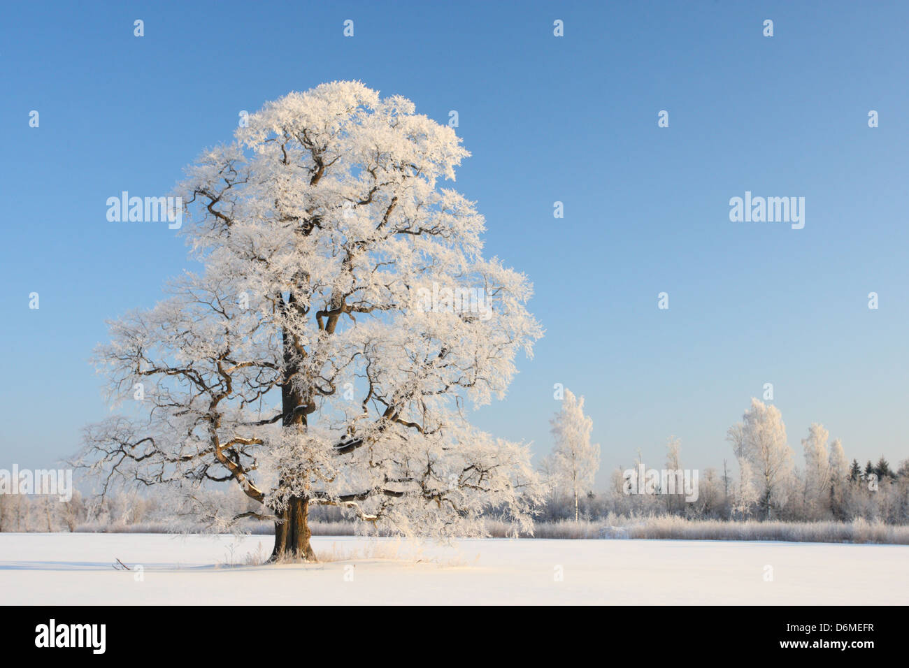 Frost oak tree hi-res stock photography and images - Alamy