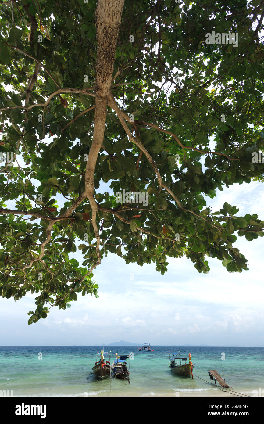 Rantee bay beach with almond tree Terminalia catappa and long tail ...