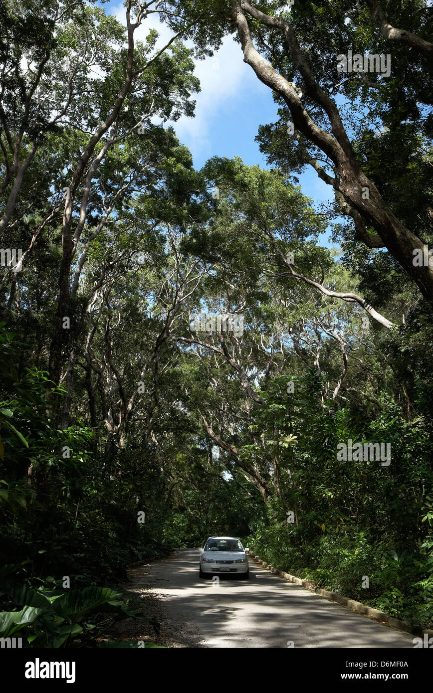 Cherry Tree Hill, Barbados, an avenue with old Mahogonibaeumen Stock ...