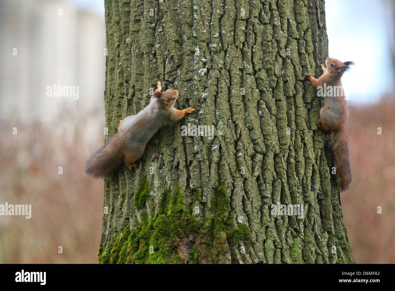 Squirrels chasing uk hi-res stock photography and images - Alamy