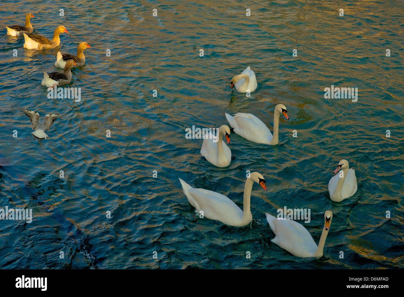 Swans on Lake Geneva, Switzerland Stock Photo - Alamy