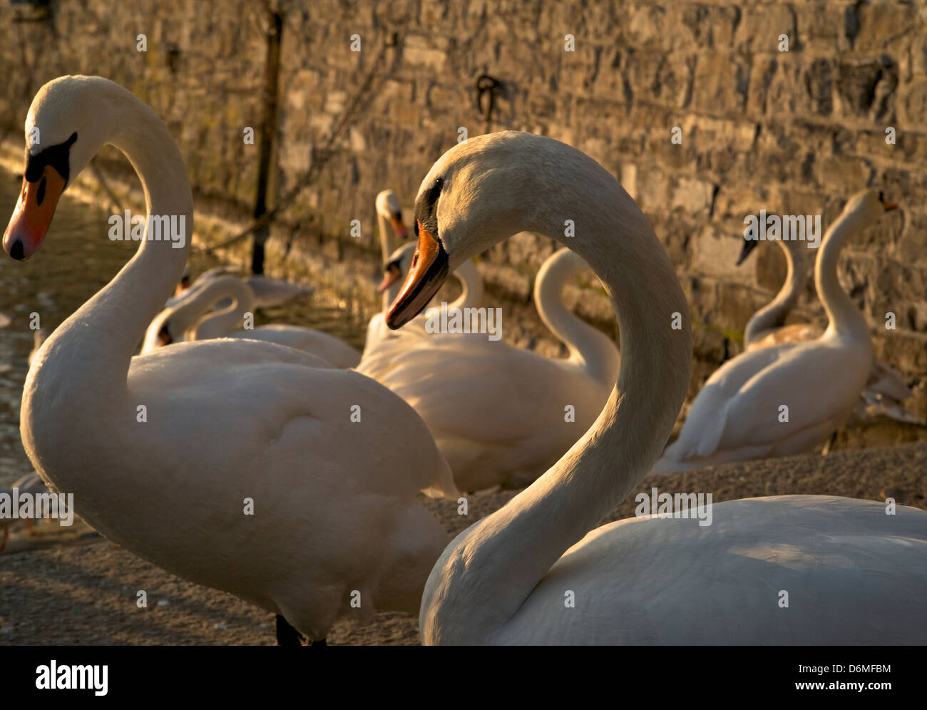 Swans on Lake Geneva, Switzerland Stock Photo - Alamy
