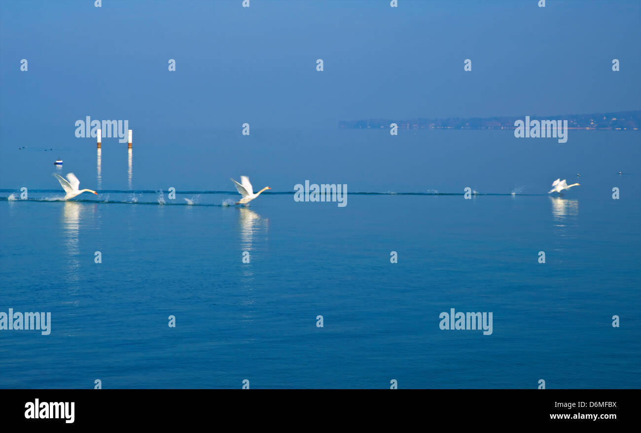 Swans on Lake Geneva, Switzerland Stock Photo - Alamy