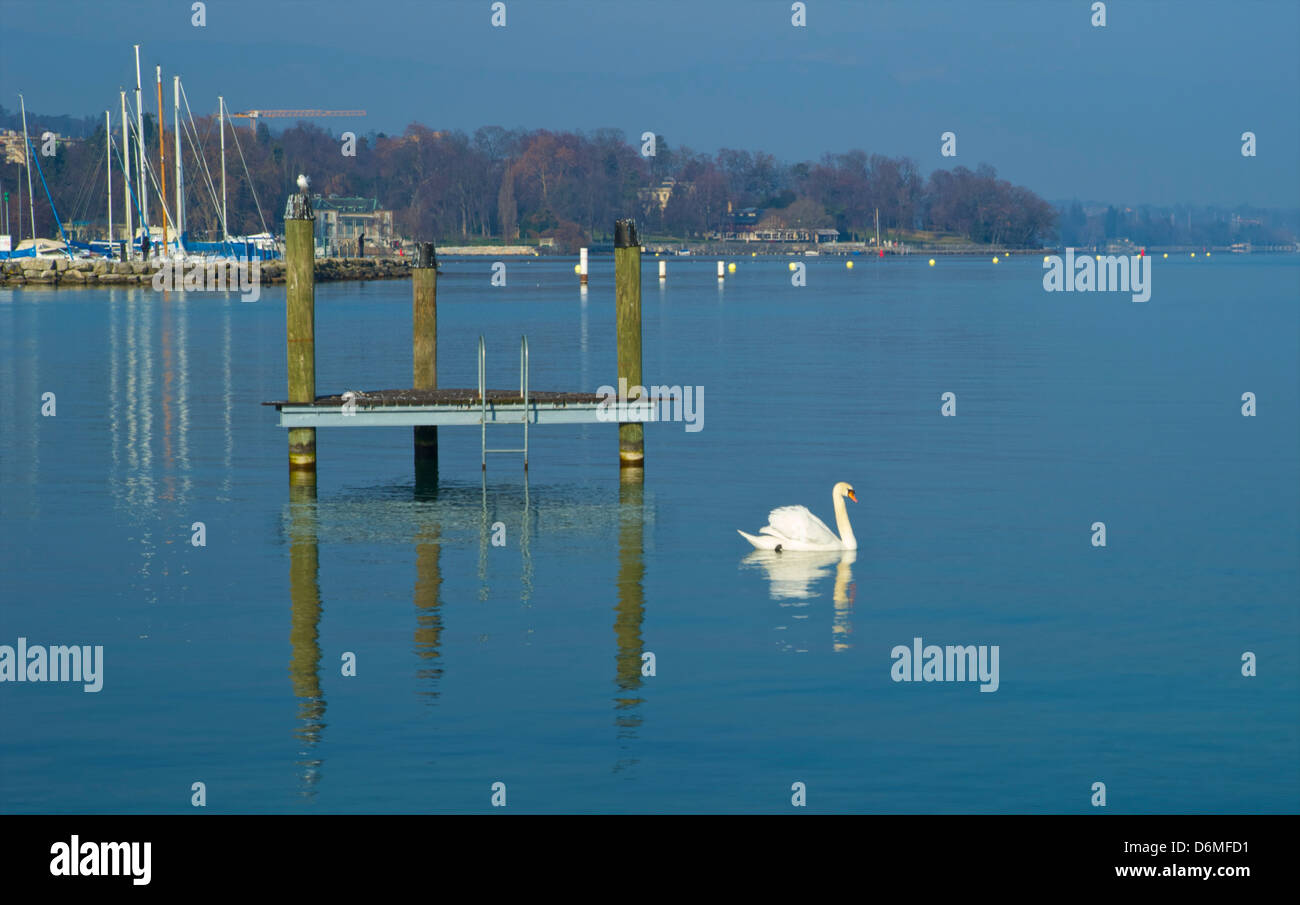 Swans on Lake Geneva, Switzerland Stock Photo - Alamy