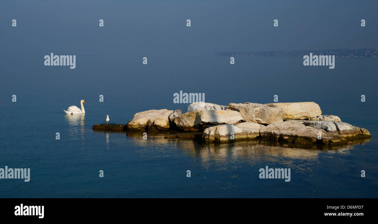 White swan in lake geneva hi-res stock photography and images - Alamy