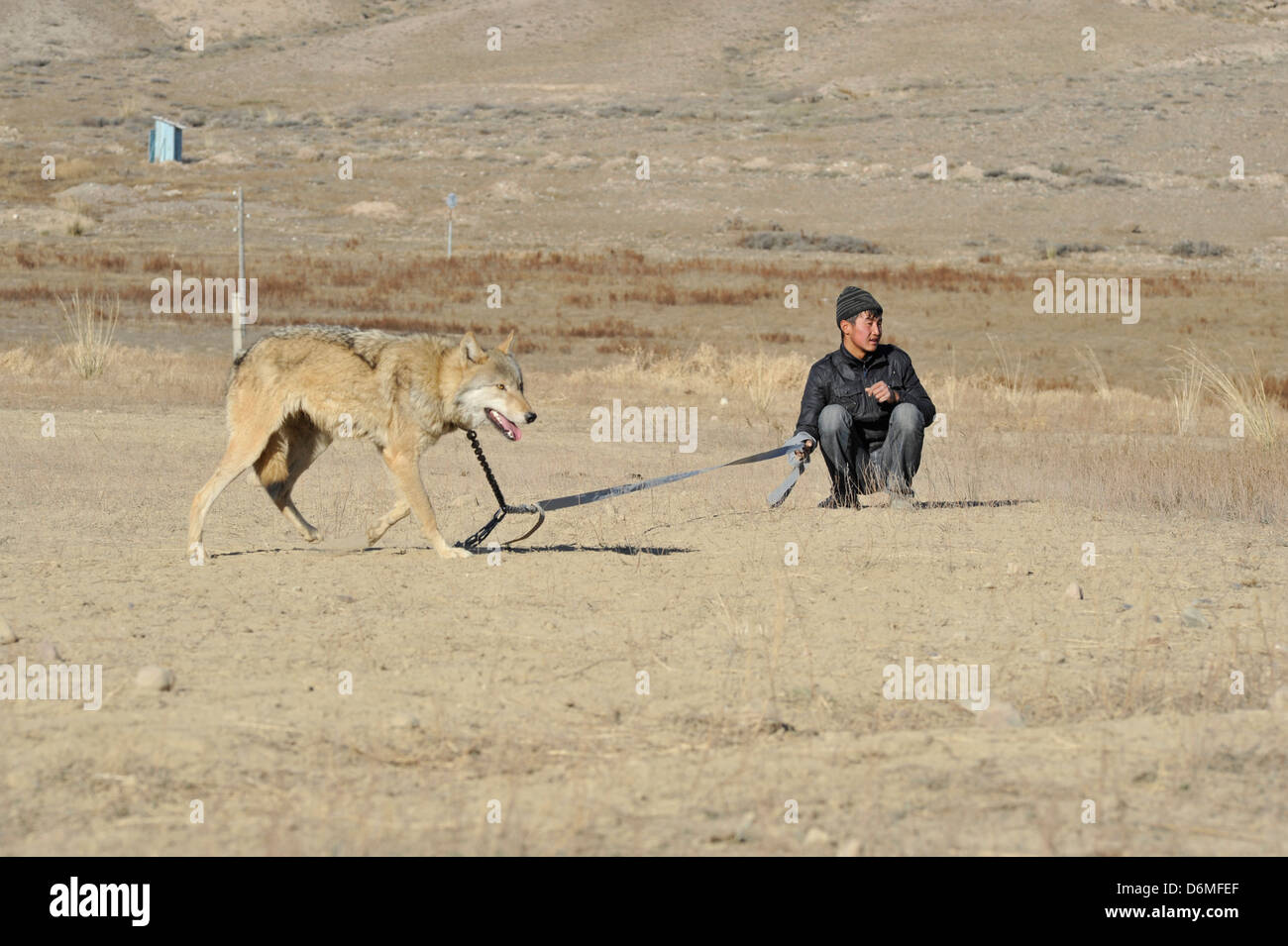Wolf fighting hi-res stock photography and images - Alamy