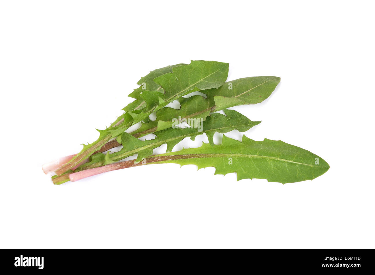 Leaves of hawkbit Stock Photo - Alamy