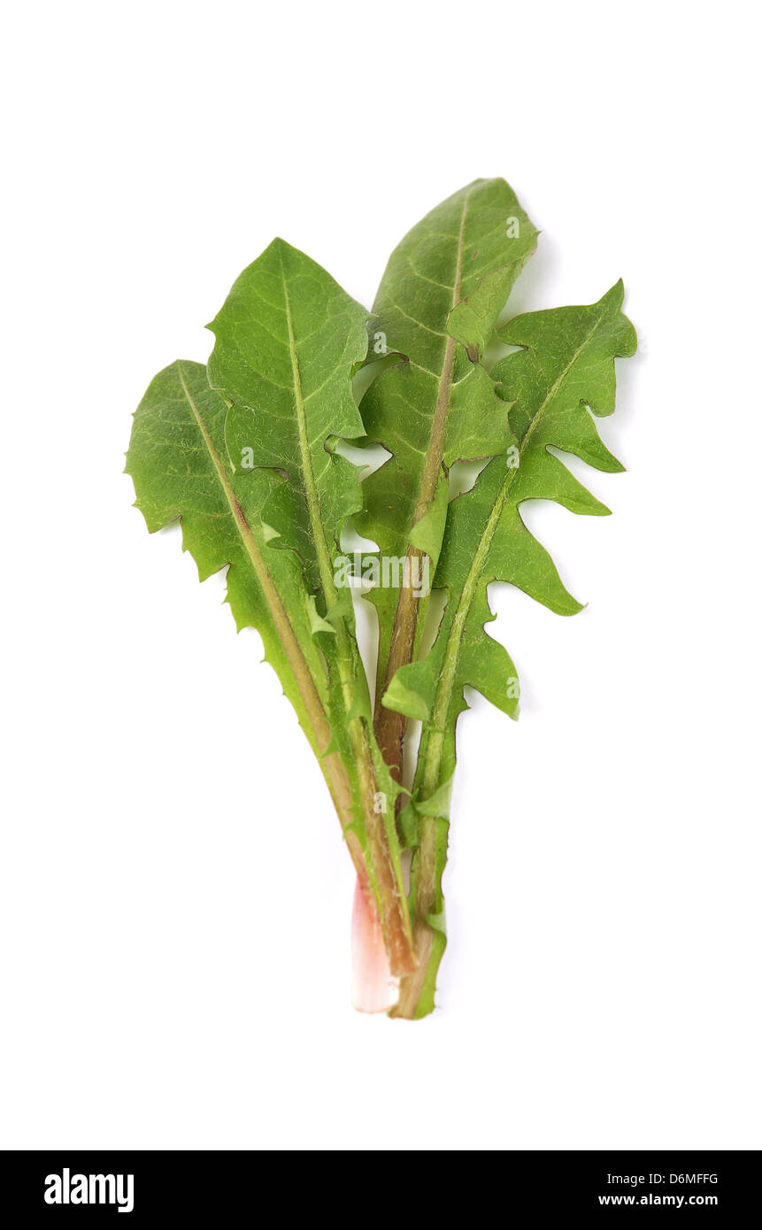 Leaves of hawkbit Stock Photo - Alamy