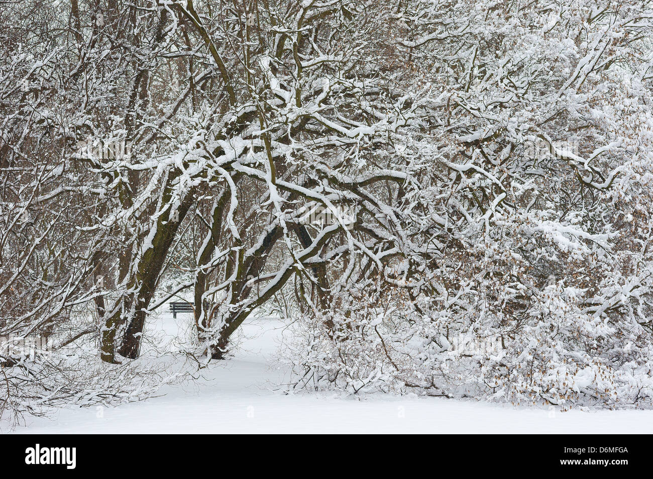 Bushes covered with snow winter wonderland Stock Photo - Alamy