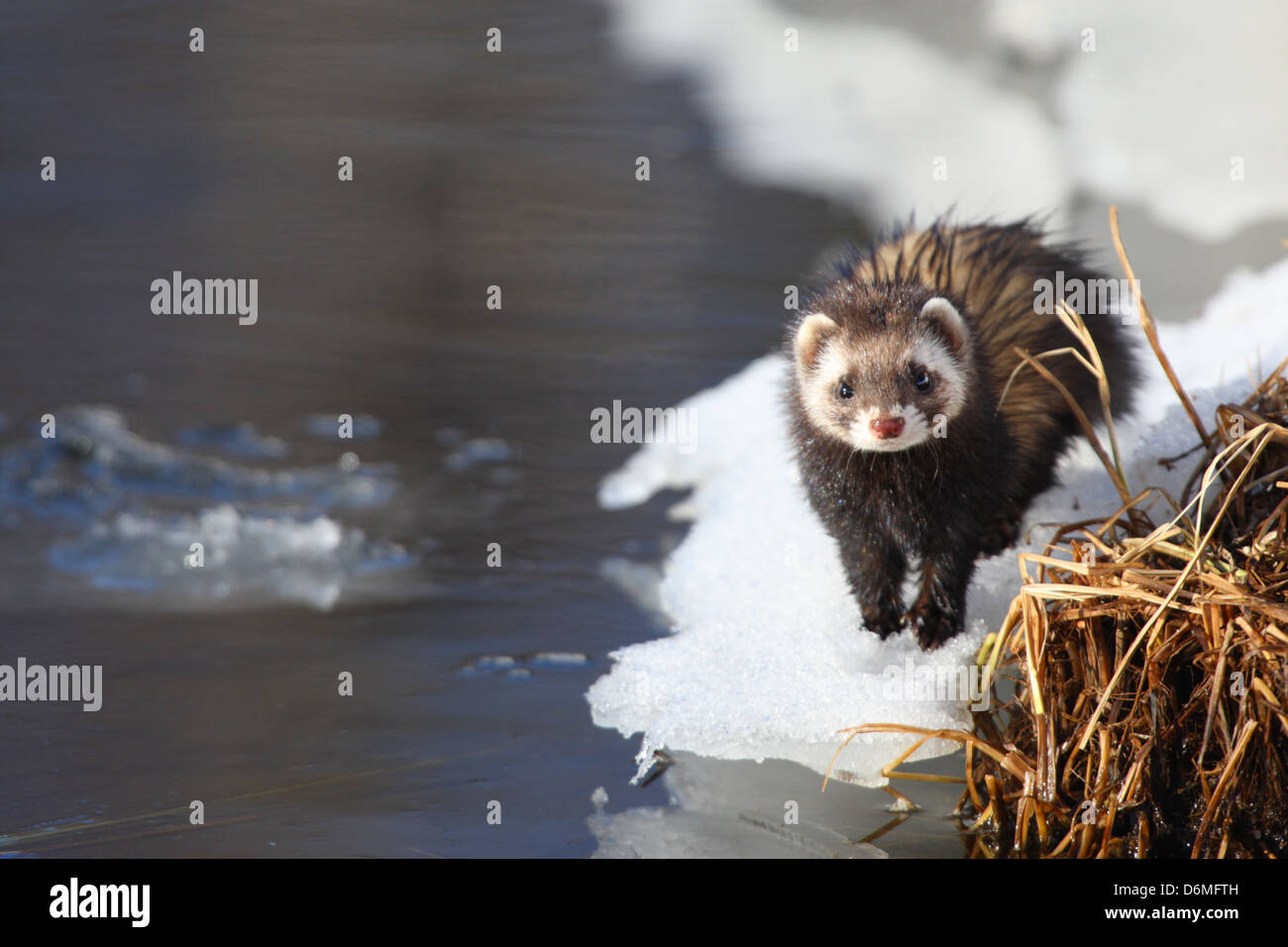 Wild European Polecat (Mustela putorius) at the river's edge. Europe ...