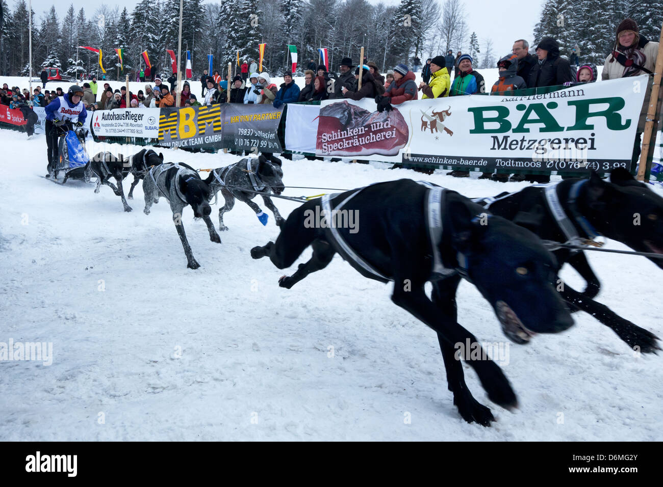 Dogsled races hi-res stock photography and images - Alamy