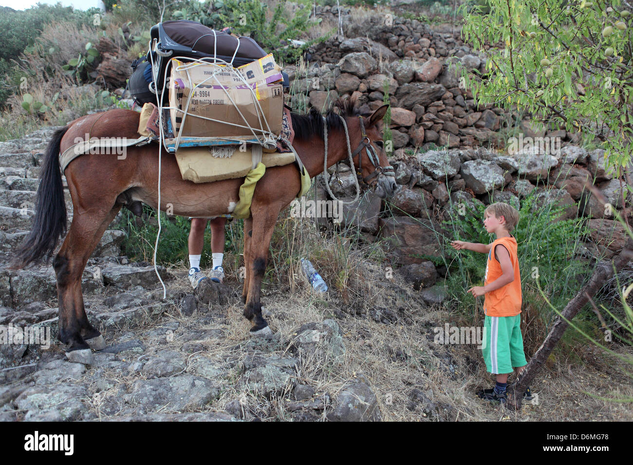 Laden loaded mule hi-res stock photography and images - Alamy