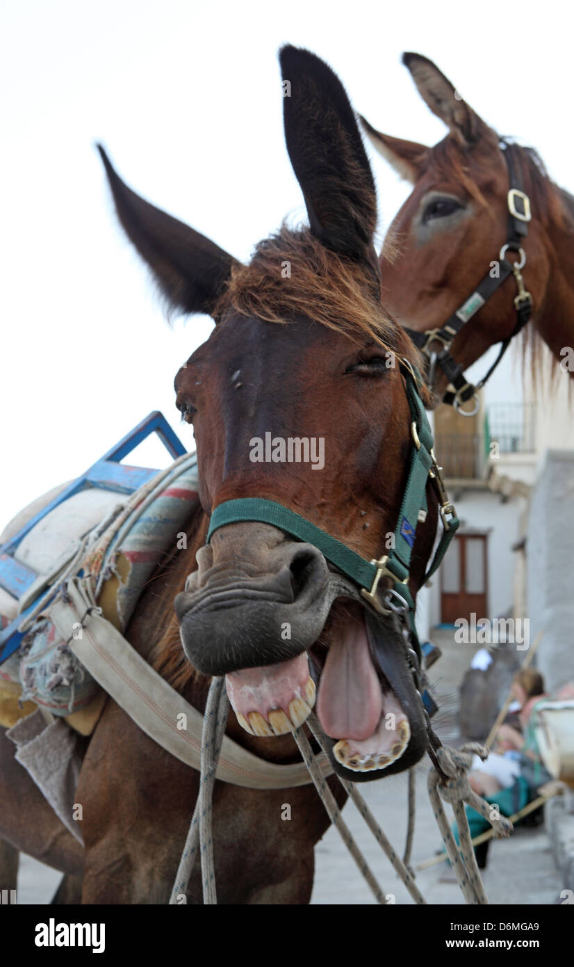 Alicudi, Italy, mule yawns Stock Photo - Alamy