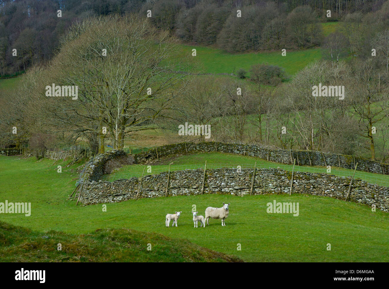 Sheep and lambs in the Winster Valley, Lake District National Park ...