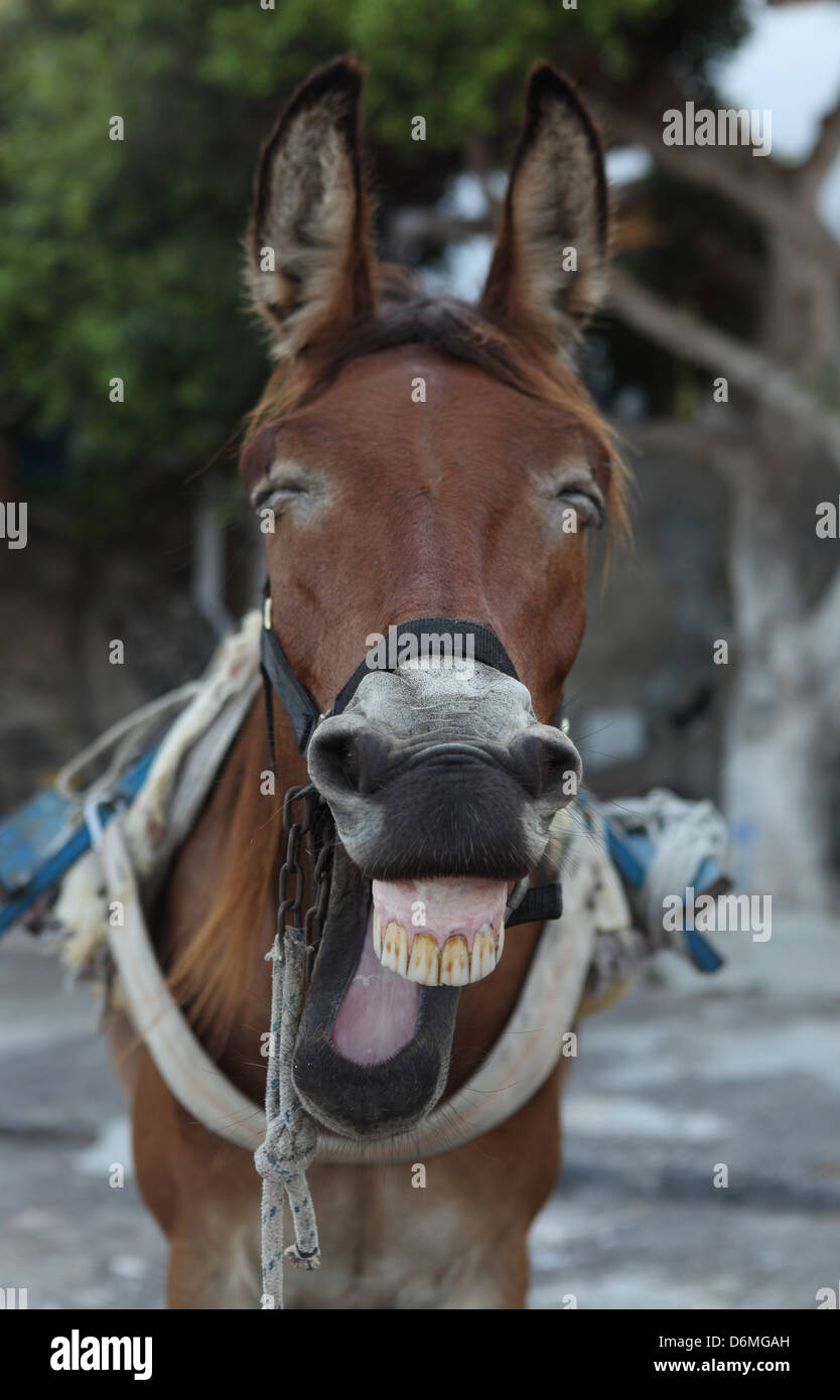 Tired exhausted mule hi-res stock photography and images - Alamy