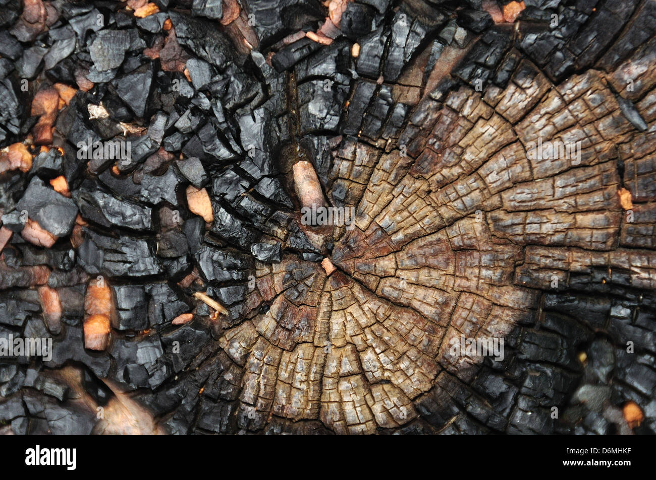 Charred tree trunk macro abstract wood background. Selective focus ...