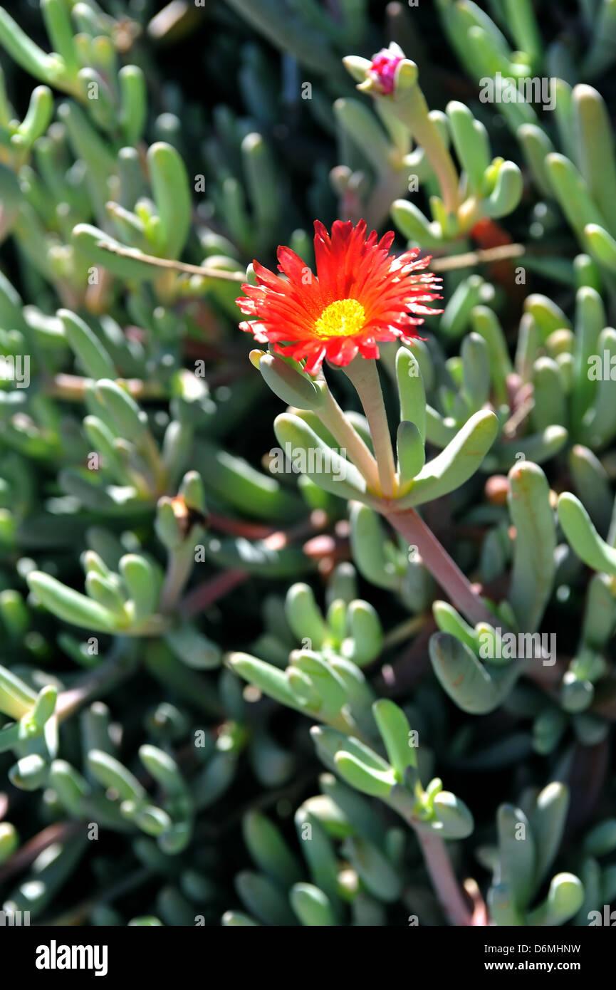 Carpobrotus edulis, a succulent plant Stock Photo - Alamy