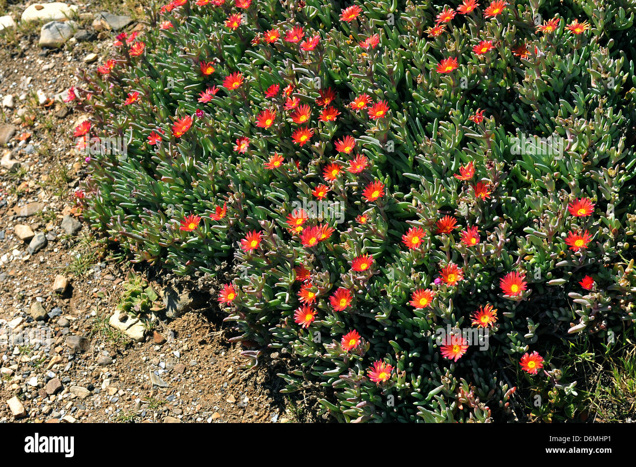 Carpobrotus edulis, a succulent plant Stock Photo - Alamy