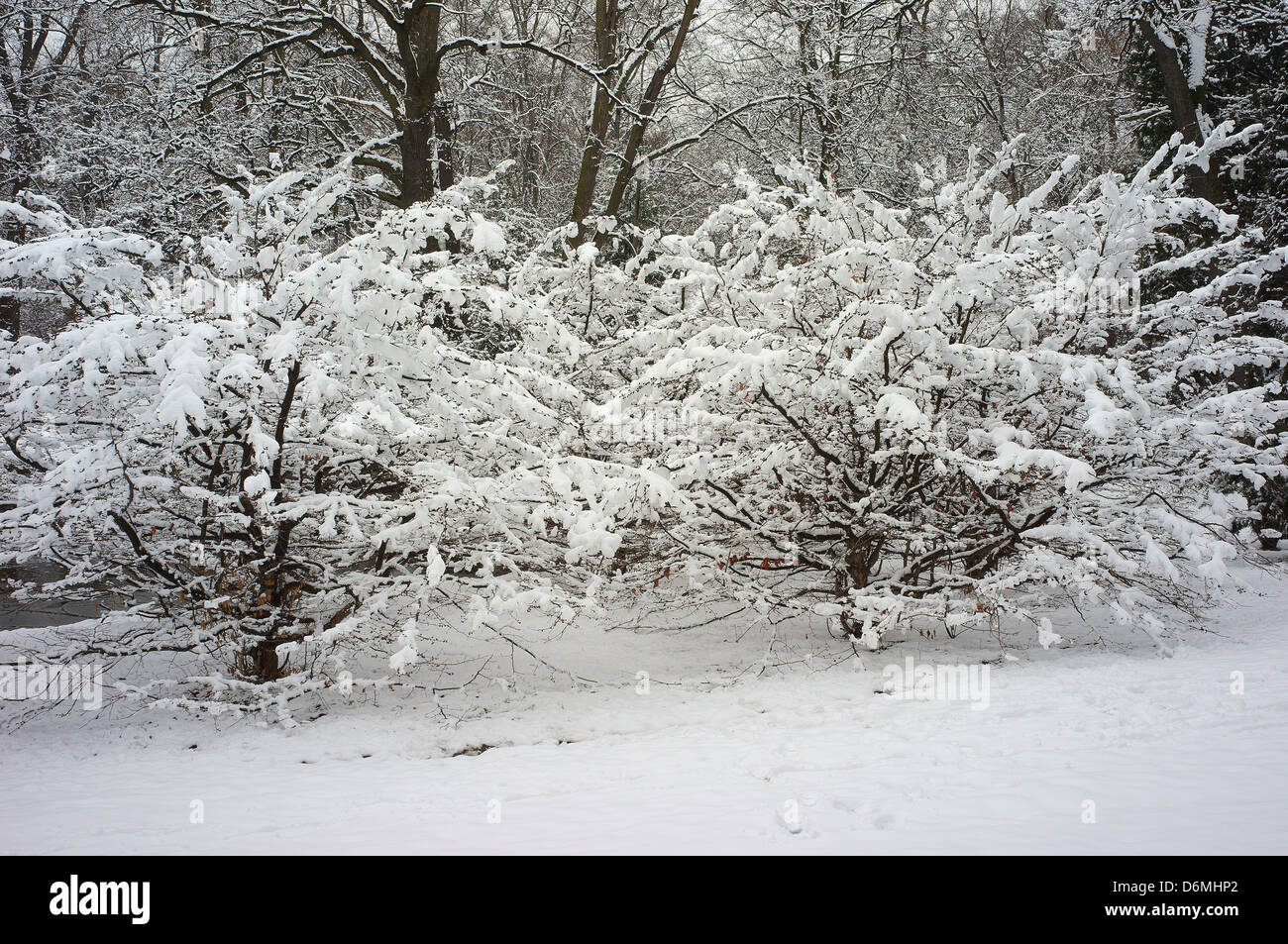 Snow bushes hi-res stock photography and images - Alamy