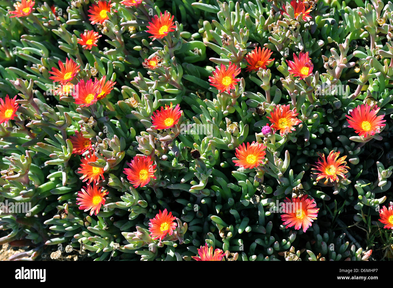 Carpobrotus edulis, a succulent plant Stock Photo - Alamy