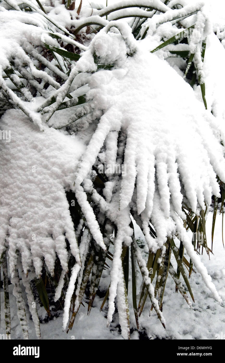 Drooping hi-res stock photography and images - Alamy