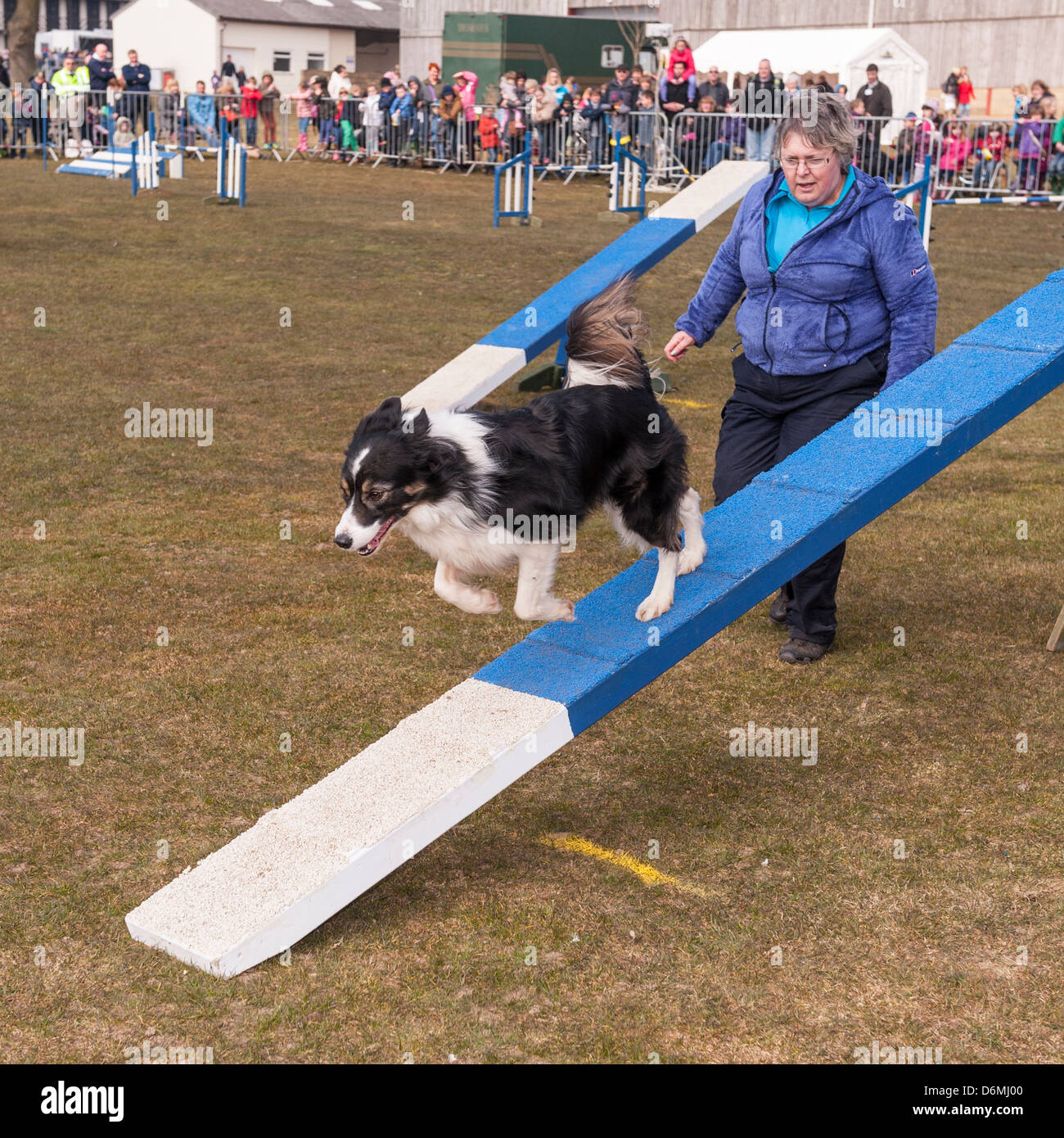 The dog agility course at the Spring Fling In Norwich , Norfolk ...