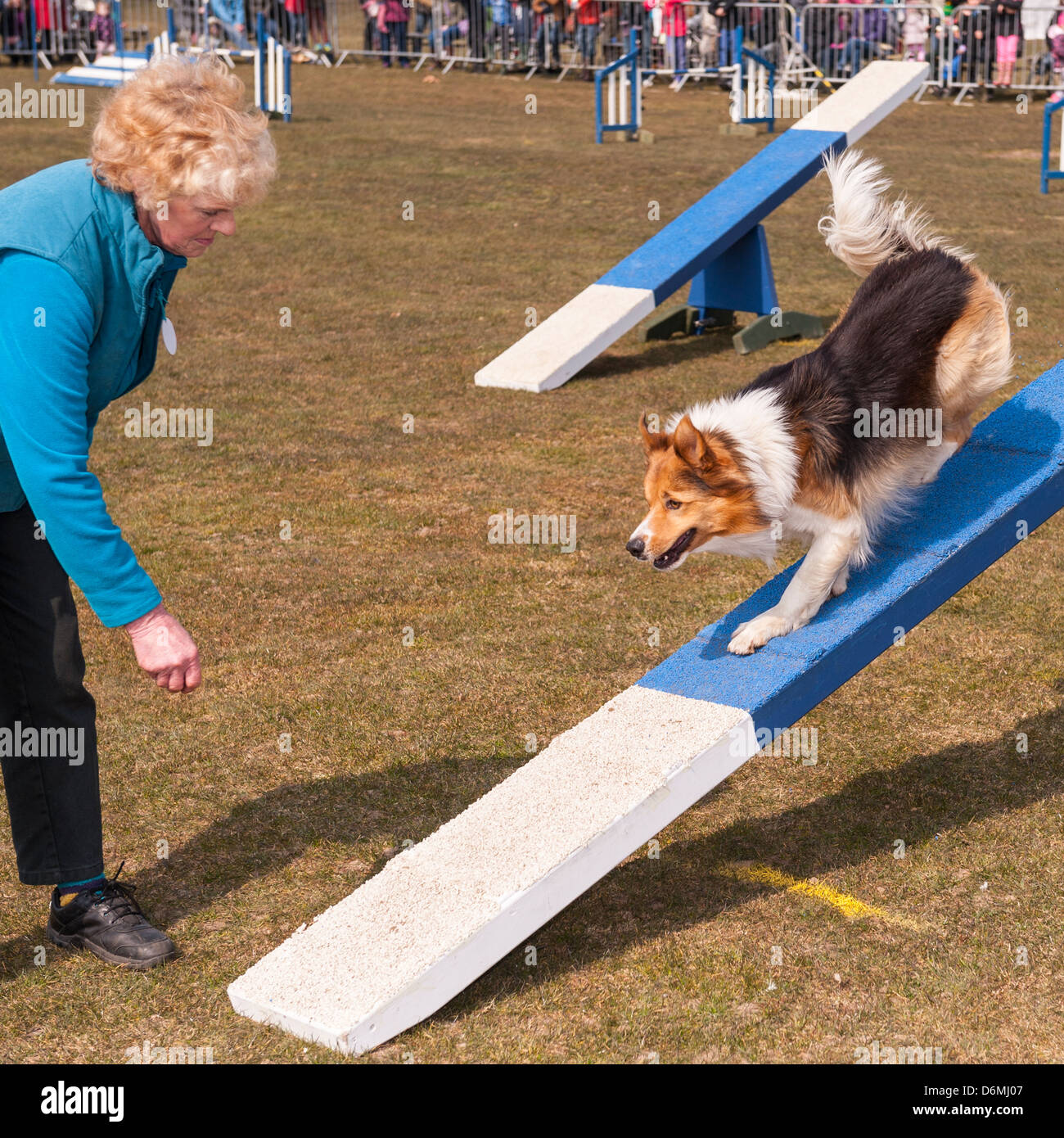The dog agility course at the Spring Fling In Norwich , Norfolk ...