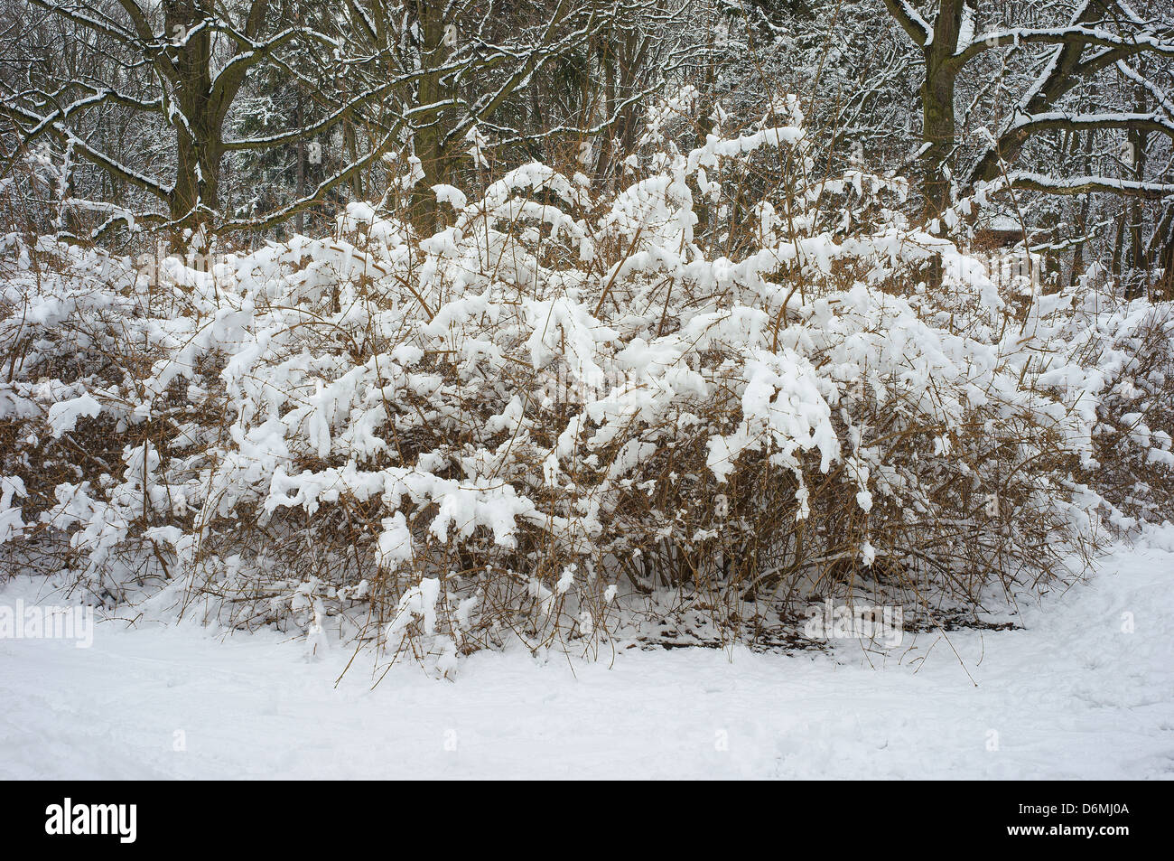 Bushes covered with snow winter wonderland Stock Photo - Alamy