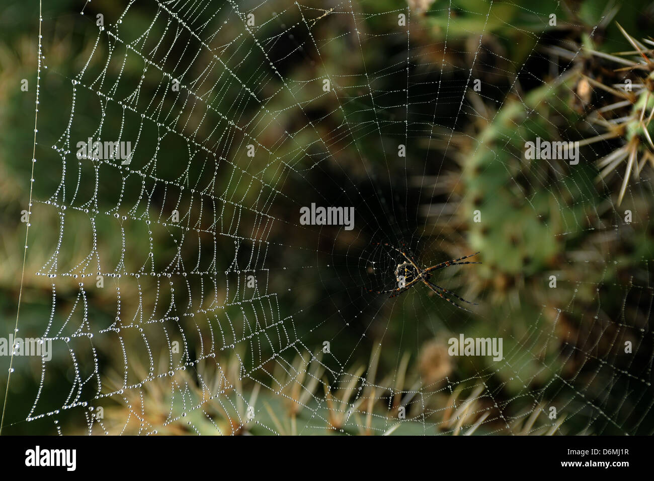 Spider cobweb in the morning at Californian cactus Stock Photo - Alamy