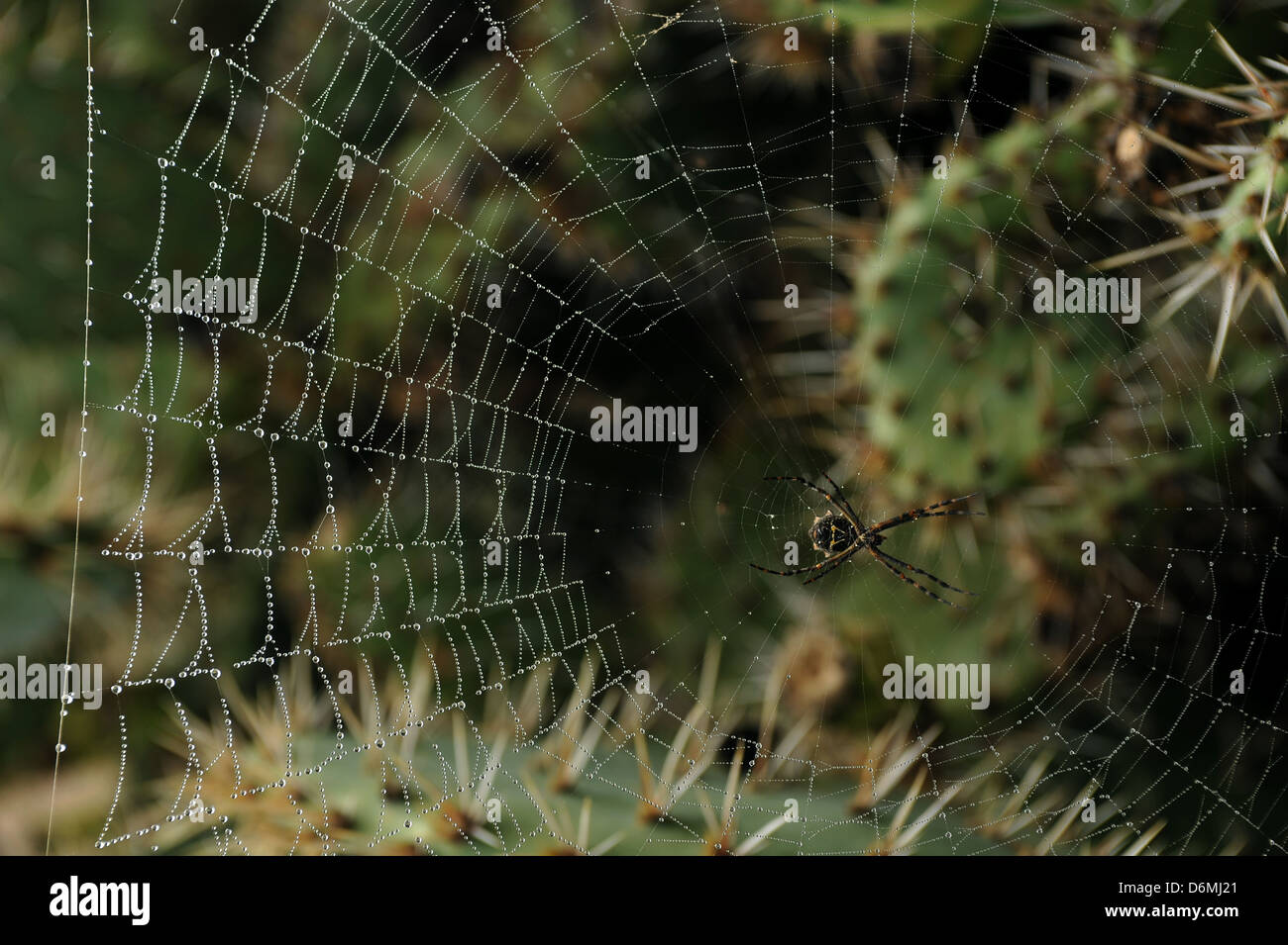Spider cobweb in the morning at Californian cactus Stock Photo - Alamy