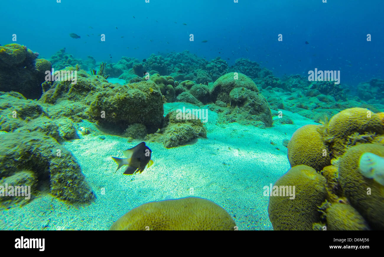 Picture taken in Curacao Stock Photo - Alamy