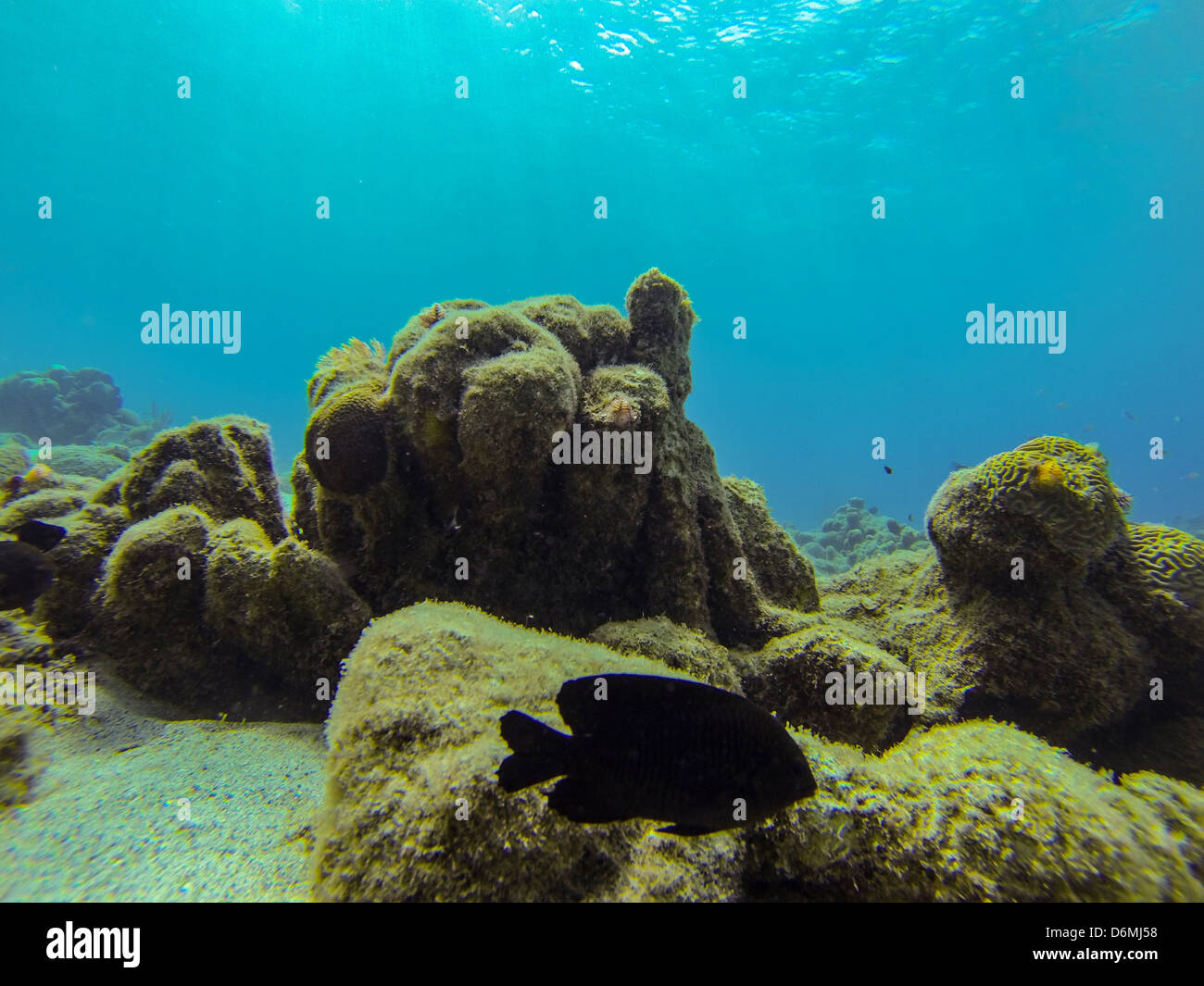 Picture taken in Curacao Stock Photo - Alamy